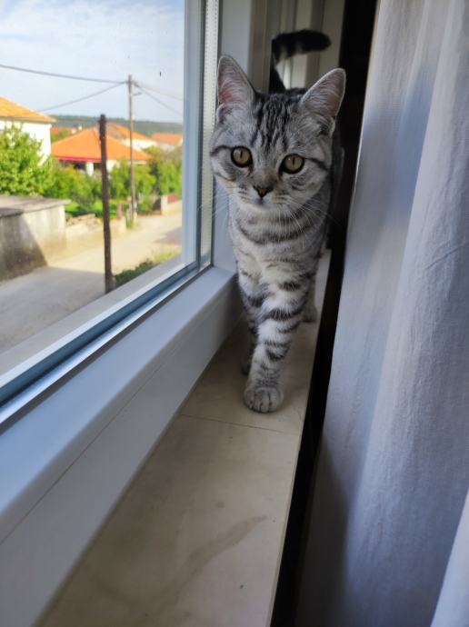 Britanska cistokrva maca