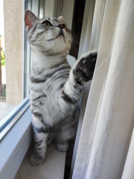 Britanska cistokrva maca