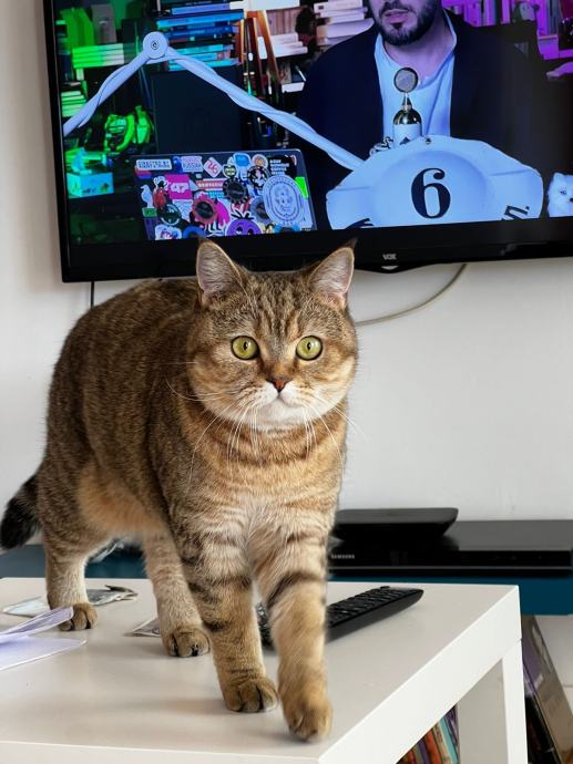 britanska kratkodlaka maca ,trazi naj naj dom