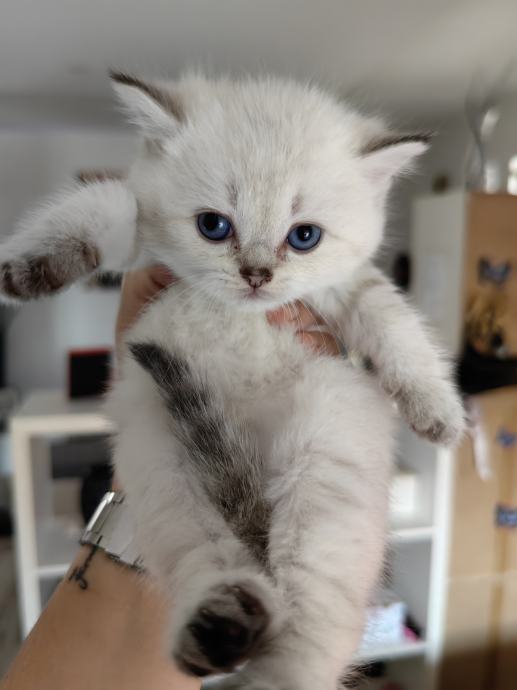 Britanska kratkodlaka macka color point Silvery lion uzgajivacnica