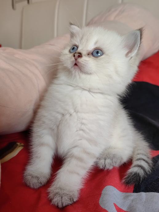 Britanska kratkodlaka macka color point Silvery lion uzgajivacnica