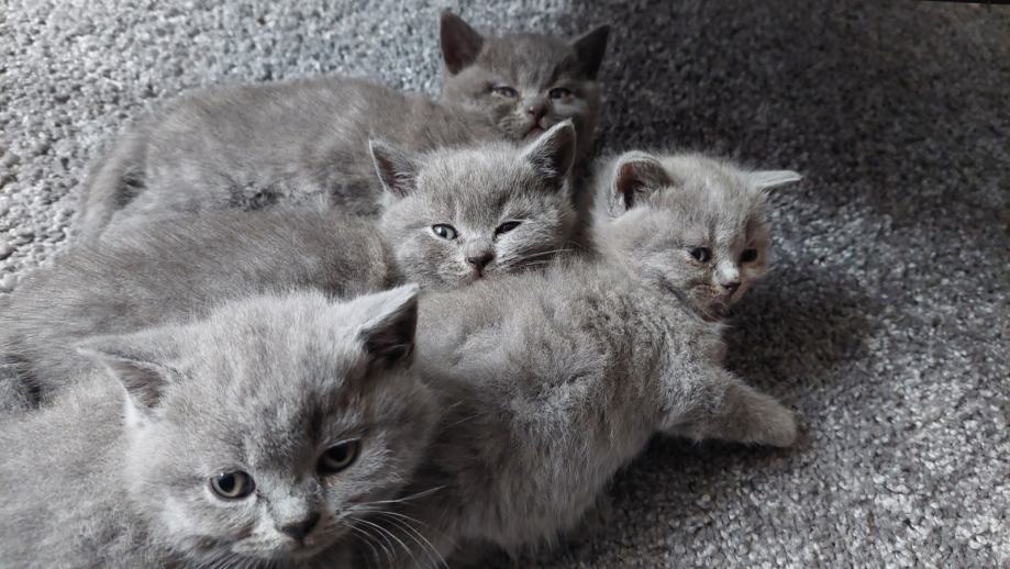 Britanske kratkodlake mačke