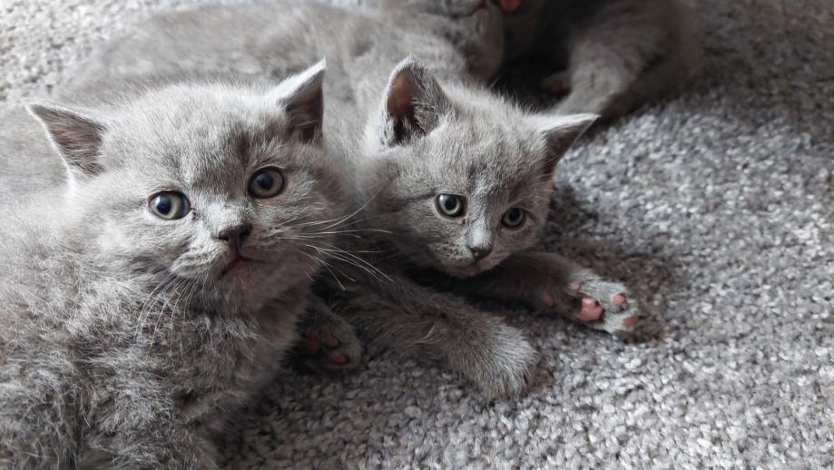 Britanske kratkodlake mačke