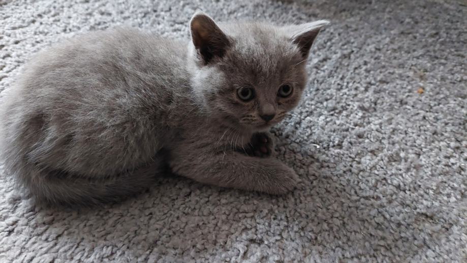 Britanske kratkodlake mačke