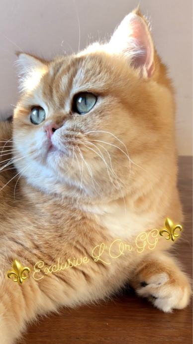 Britanski kratkodlaki golden AKCIJA, British Shorthair Golden Shell