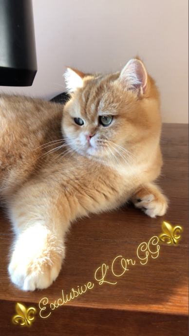 Britanski kratkodlaki golden AKCIJA, British Shorthair Golden Shell