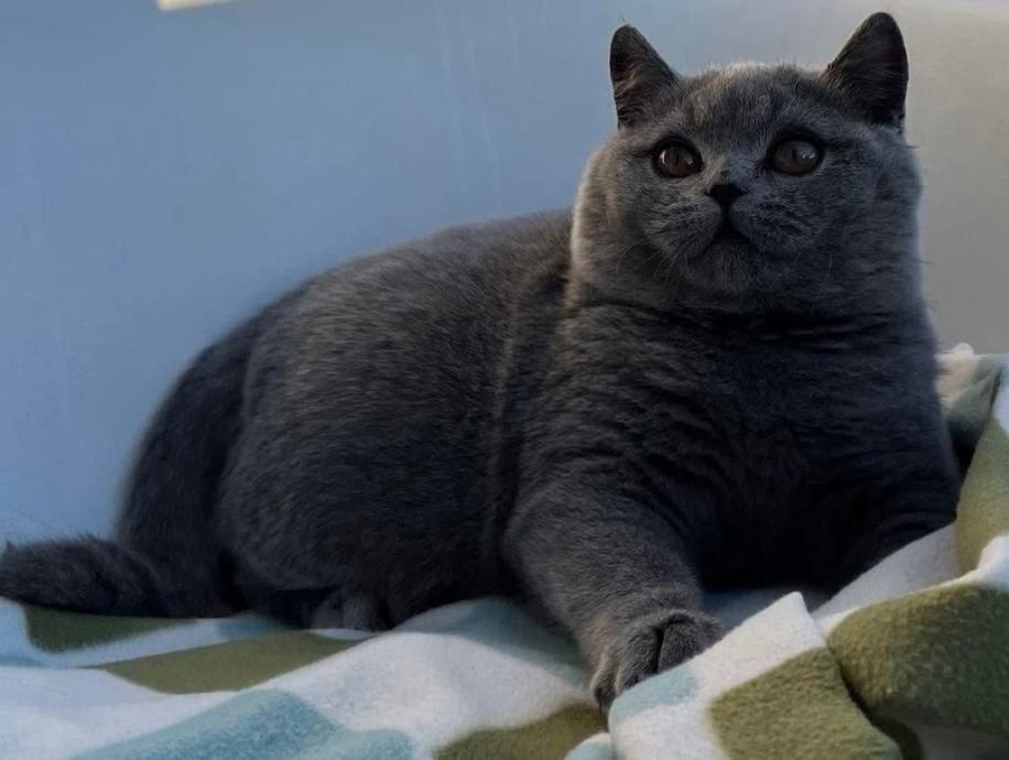 Britanski kratkodlaki mačić/Fife rodovnik