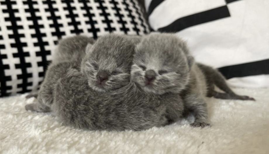 Britanski kratkodlaki macici