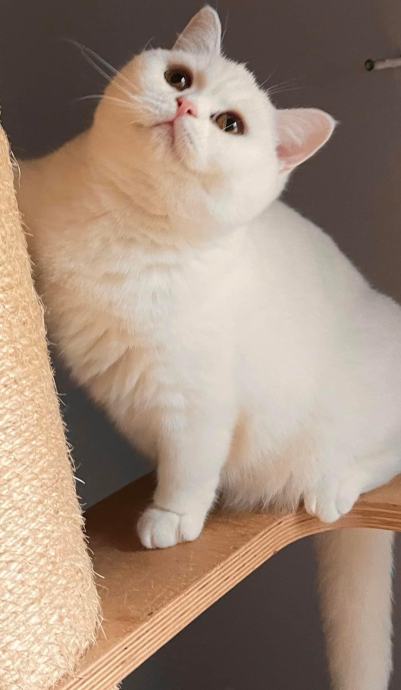 Britanski kratkodlaki macici