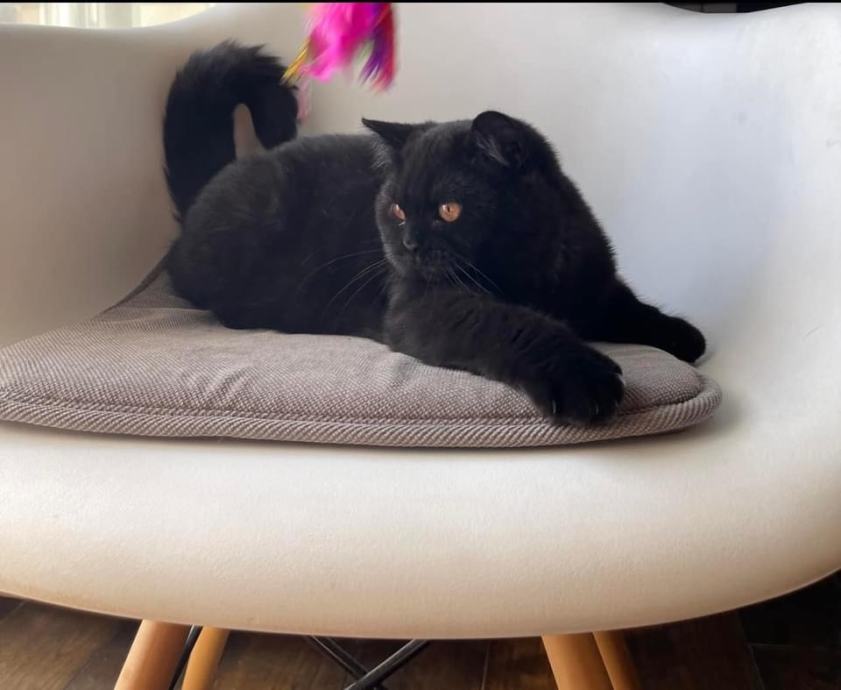 Britanski kratkodlaki macici