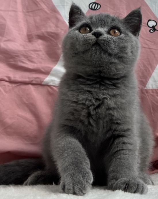 Britanski kratkodlaki macici