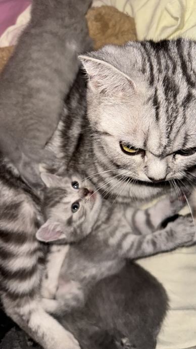 Britanski kratkodlaki macici