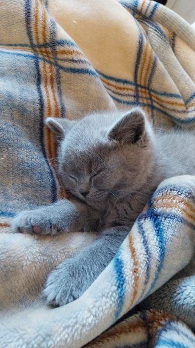 Britanska kratkodlaka plava curka rezervirana