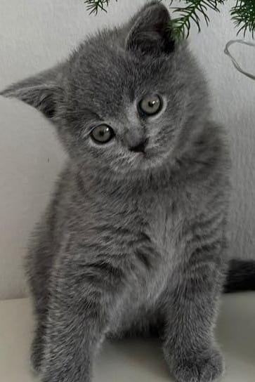 Britanska kratkodlaka plava curka rezervirana