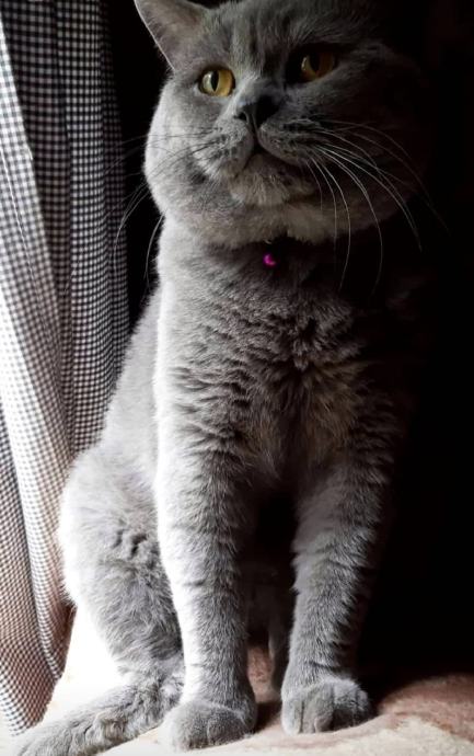 Britanska kratkodlaka plava curka rezervirana