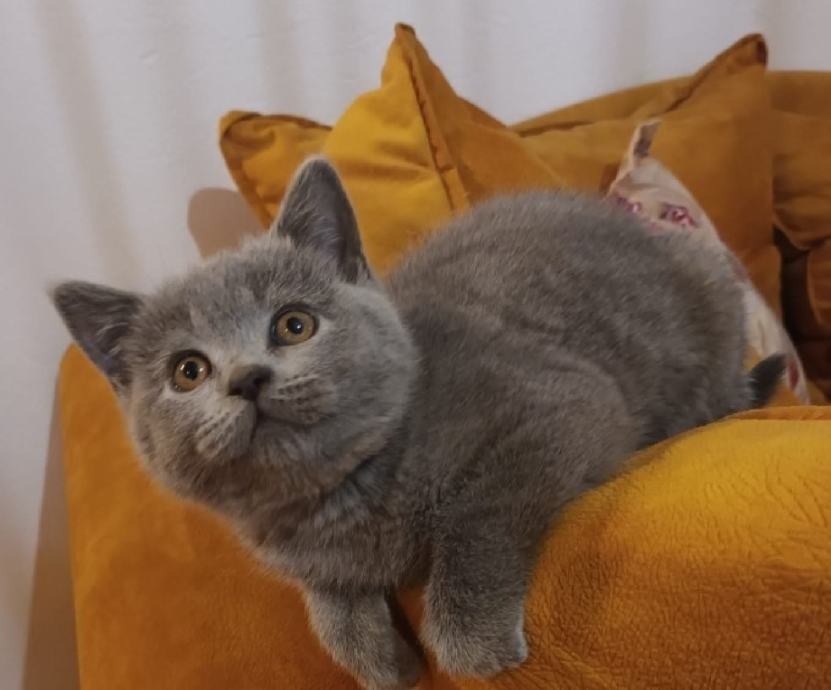 Britanska kratkodlaka plava curka rezervirana