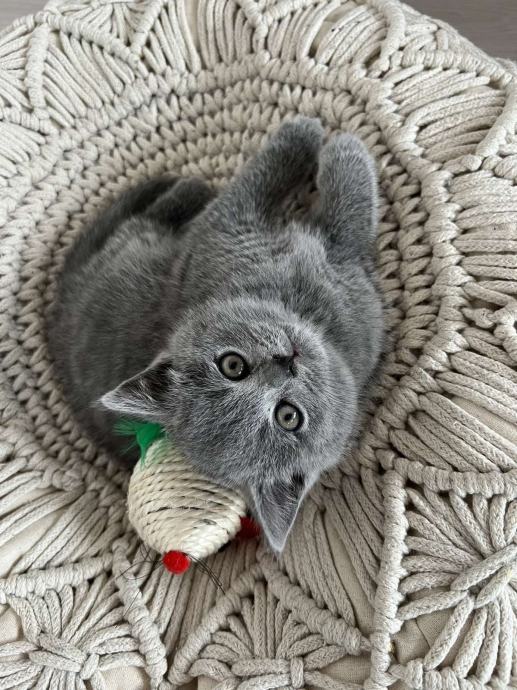 Britanska kratkodlaka plava curka rezervirana