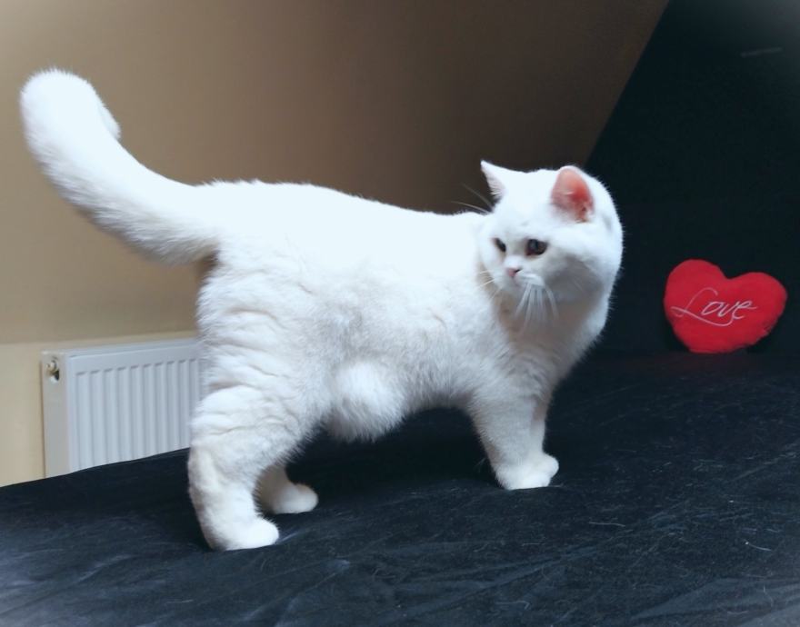 Britanska kratkodlaka mačka , FIFe rodovnik