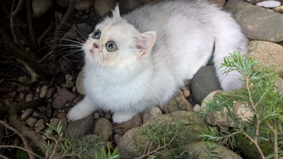 SREBRNA EGZOTA MAČKICA