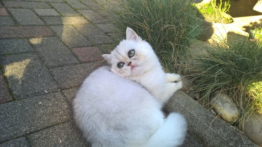 SREBRNA EGZOTA MAČKICA