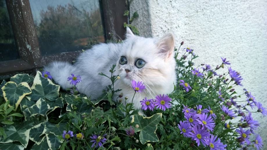 SREBRNA EGZOTA MAČKICA