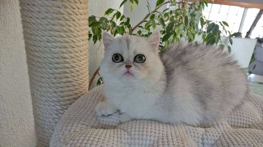 SREBRNA EGZOTA MAČKICA