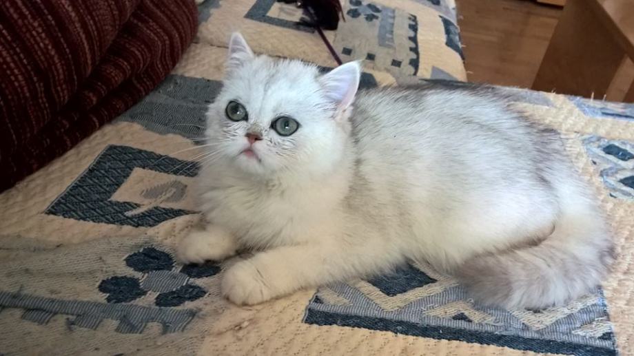 SREBRNA EGZOTA MAČKICA