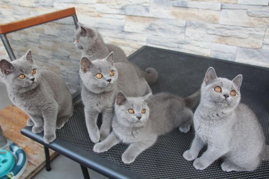 Fife slo rodovnik britanka modra