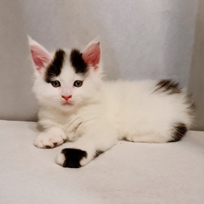 INKI Maine Coon cistokrvni WCF registracija