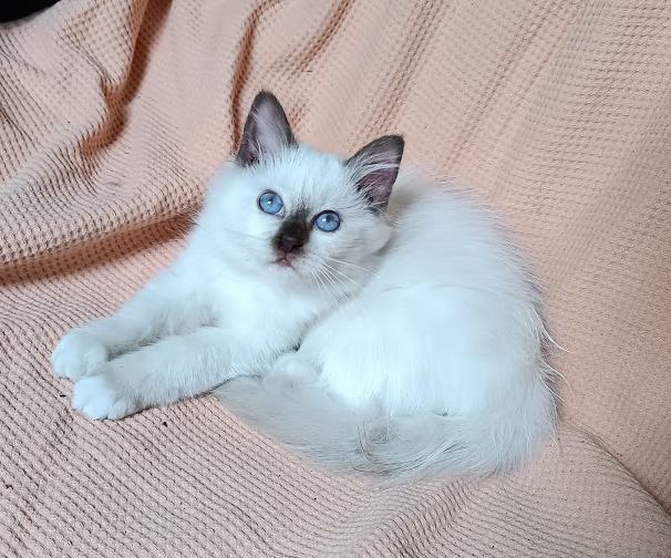 Mačići rase sveta birma