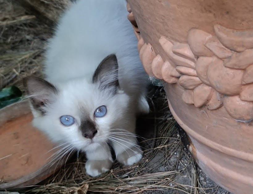 Mačići rase sveta birma