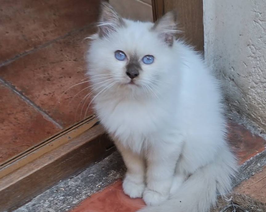 Mačići rase sveta birma