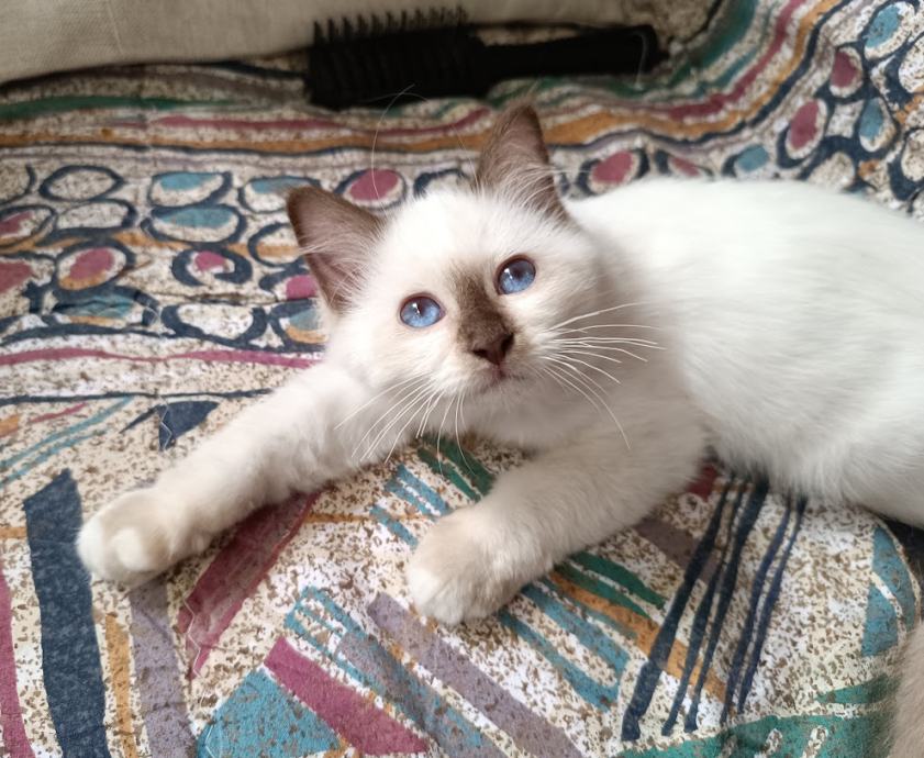 Mačići rase sveta birma