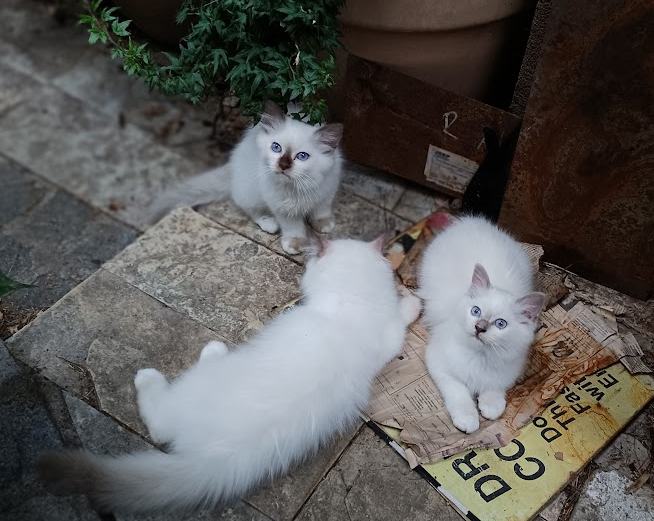 Mačići rase sveta birma