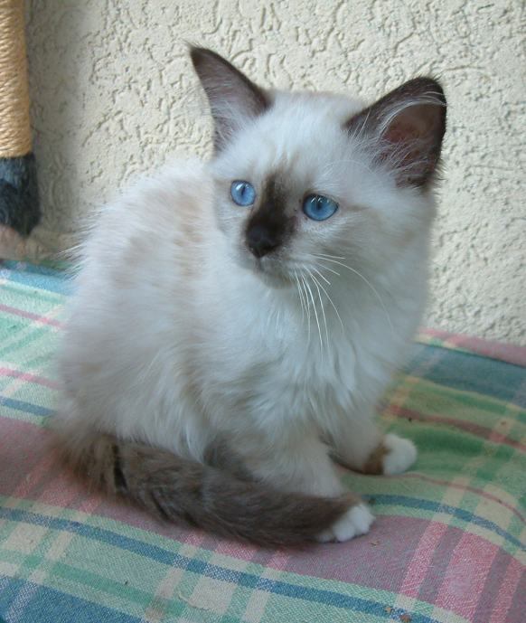 Mačići rase sveta birma