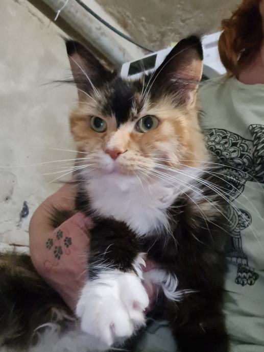 Maine coon maca (Riocoons*HR)