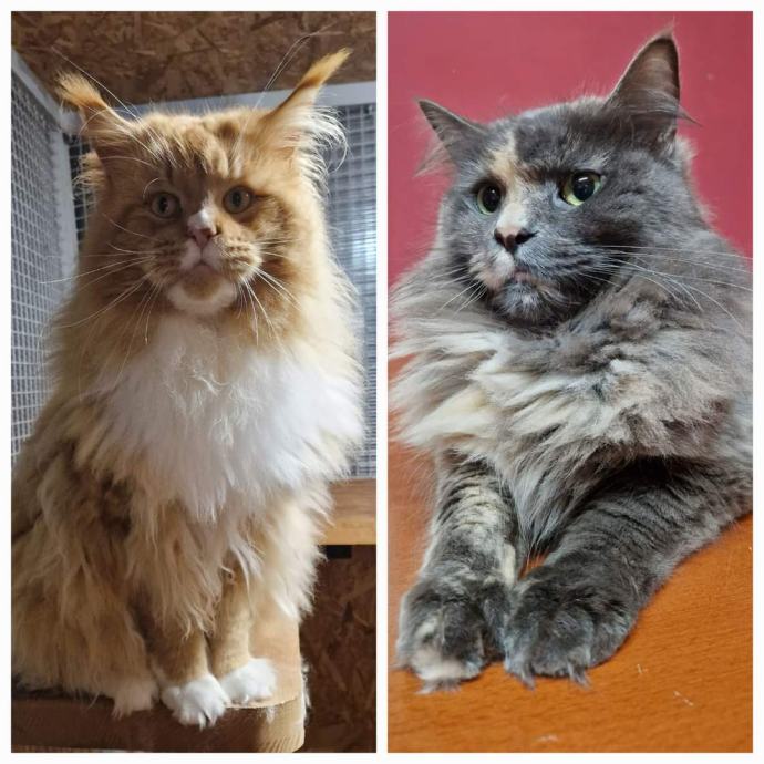 Maine coon mačići Riocoons*HR