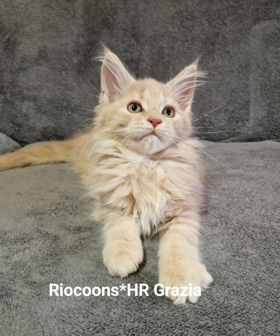 Maine coon mačići Riocoons*HR