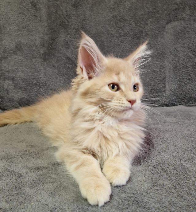 Maine coon mačići Riocoons*HR