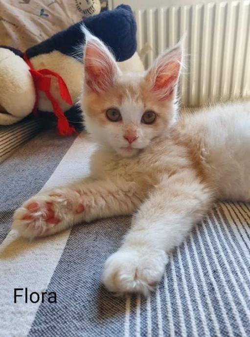 Maine coon mačići sa rodovnicom Riocoons*HR