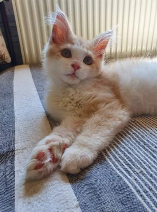 Maine coon mačići sa rodovnicom Riocoons*HR