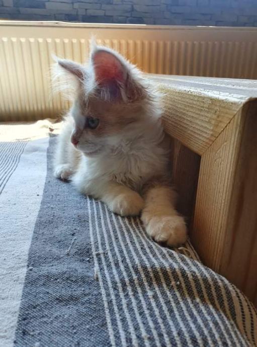 Maine coon mačići sa rodovnicom Riocoons*HR