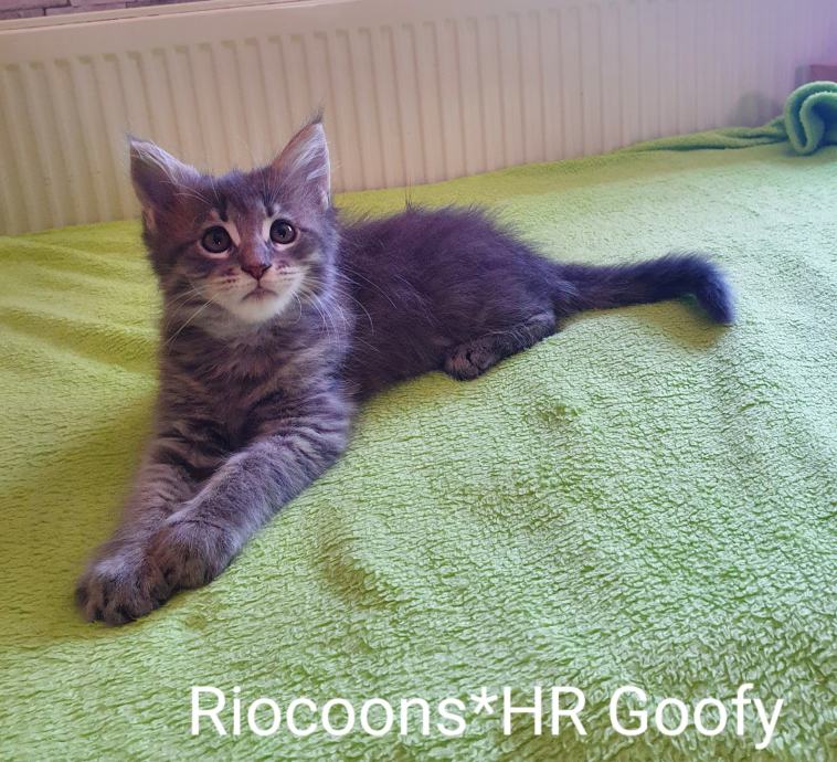 Maine coon mačić sa rodovnicom Riocoons*HR