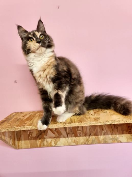 Maine coon mačići sa rodovnicom Riocoons*HR