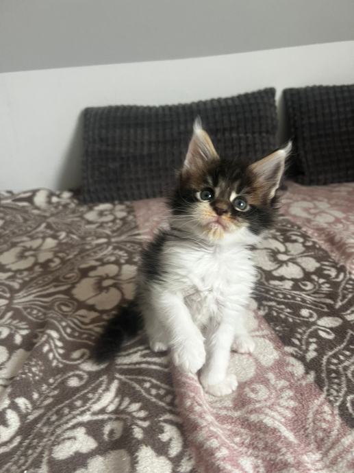 Maine Coon Mačići
