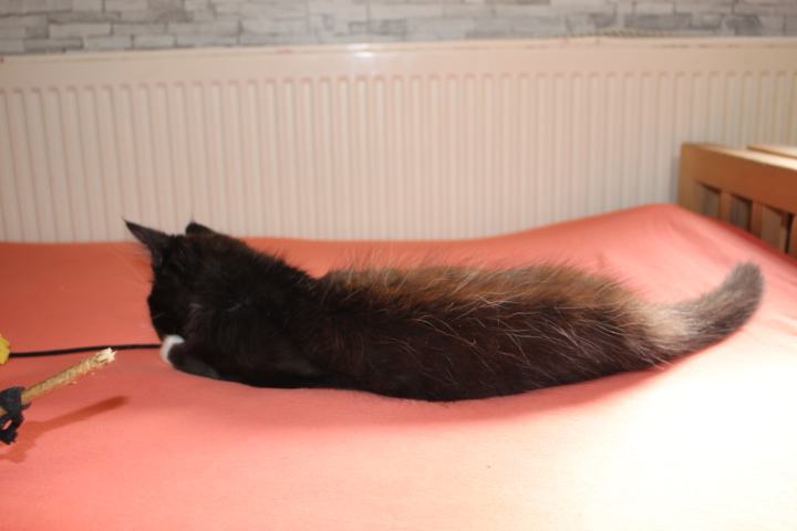 Maine coon mačići uzgajivačnica Riocoons*HR