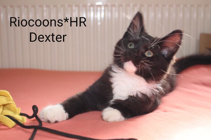 Maine coon mačići uzgajivačnica Riocoons*HR