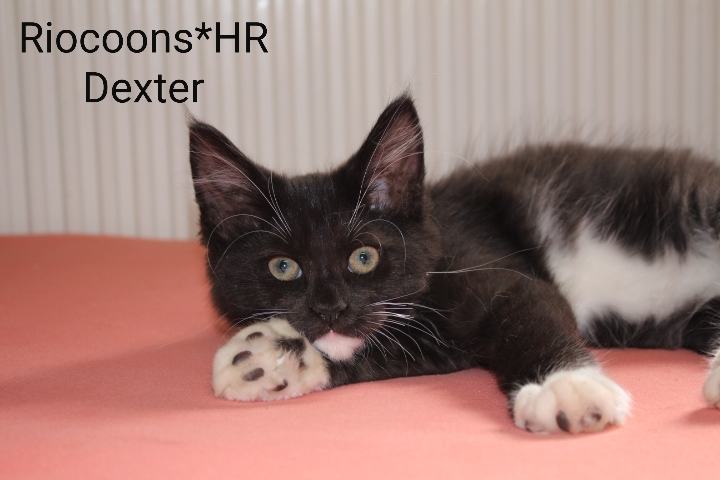 Maine coon mačići uzgajivačnica Riocoons*HR