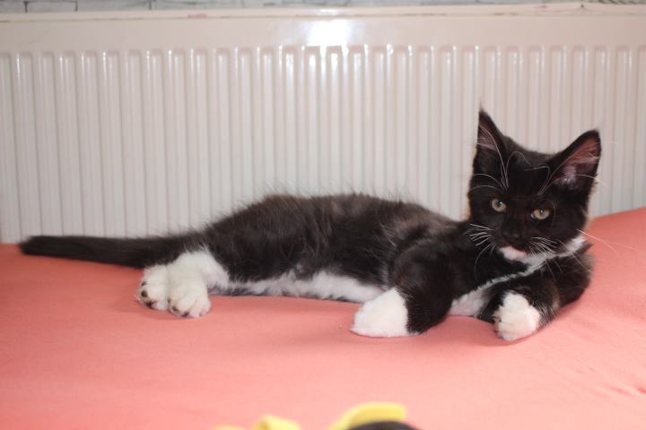 Maine coon mačići uzgajivačnica Riocoons*HR