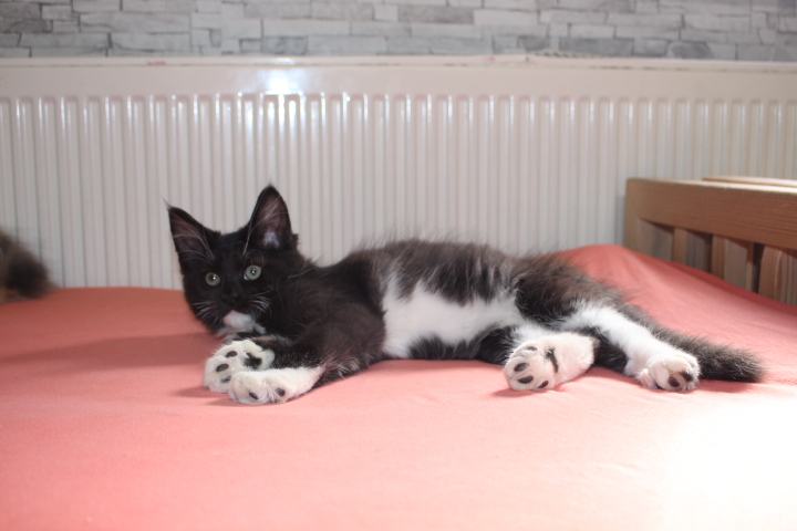 Maine coon mačići uzgajivačnica Riocoons*HR